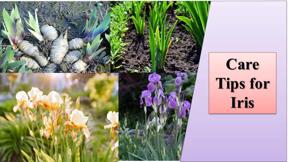 Different Types of Iris: Recognized the 8 Best-Known